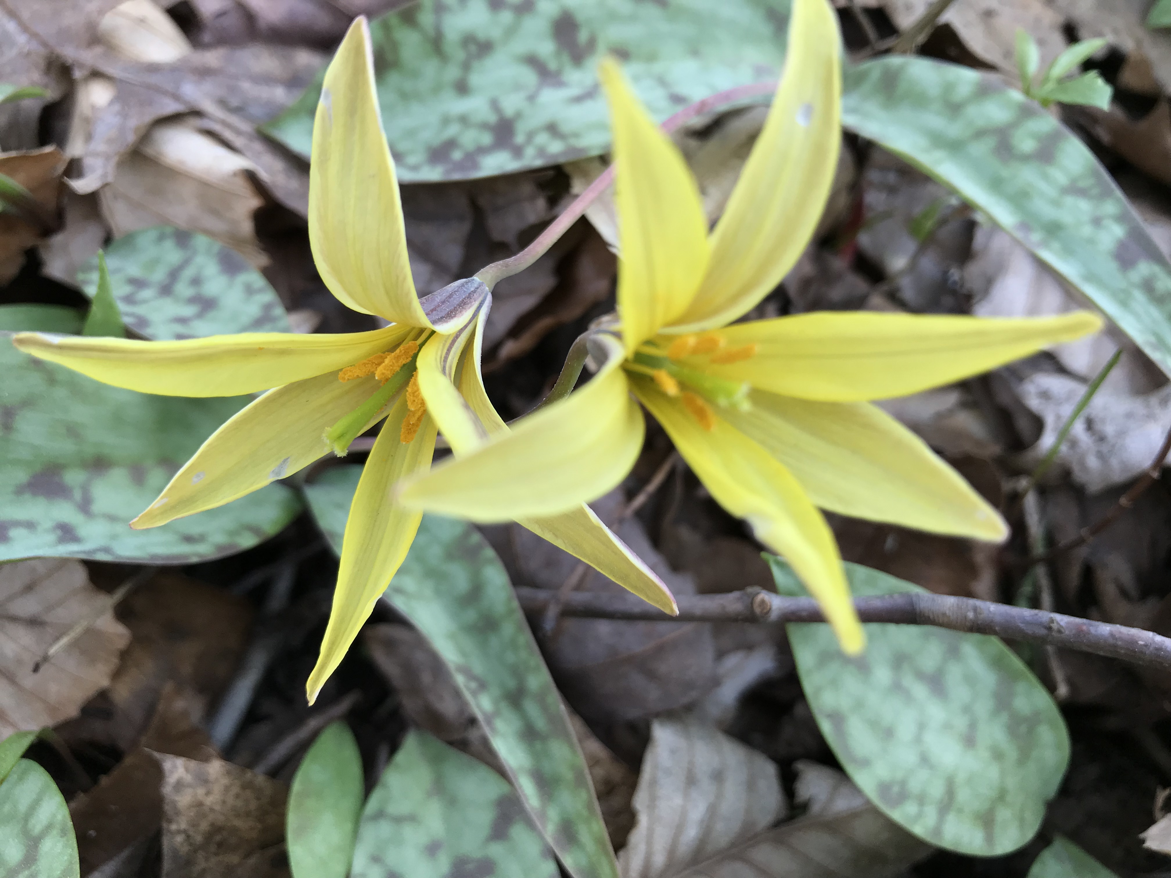 Nature Walk at Jemison Park – T's Southern Garden Blog