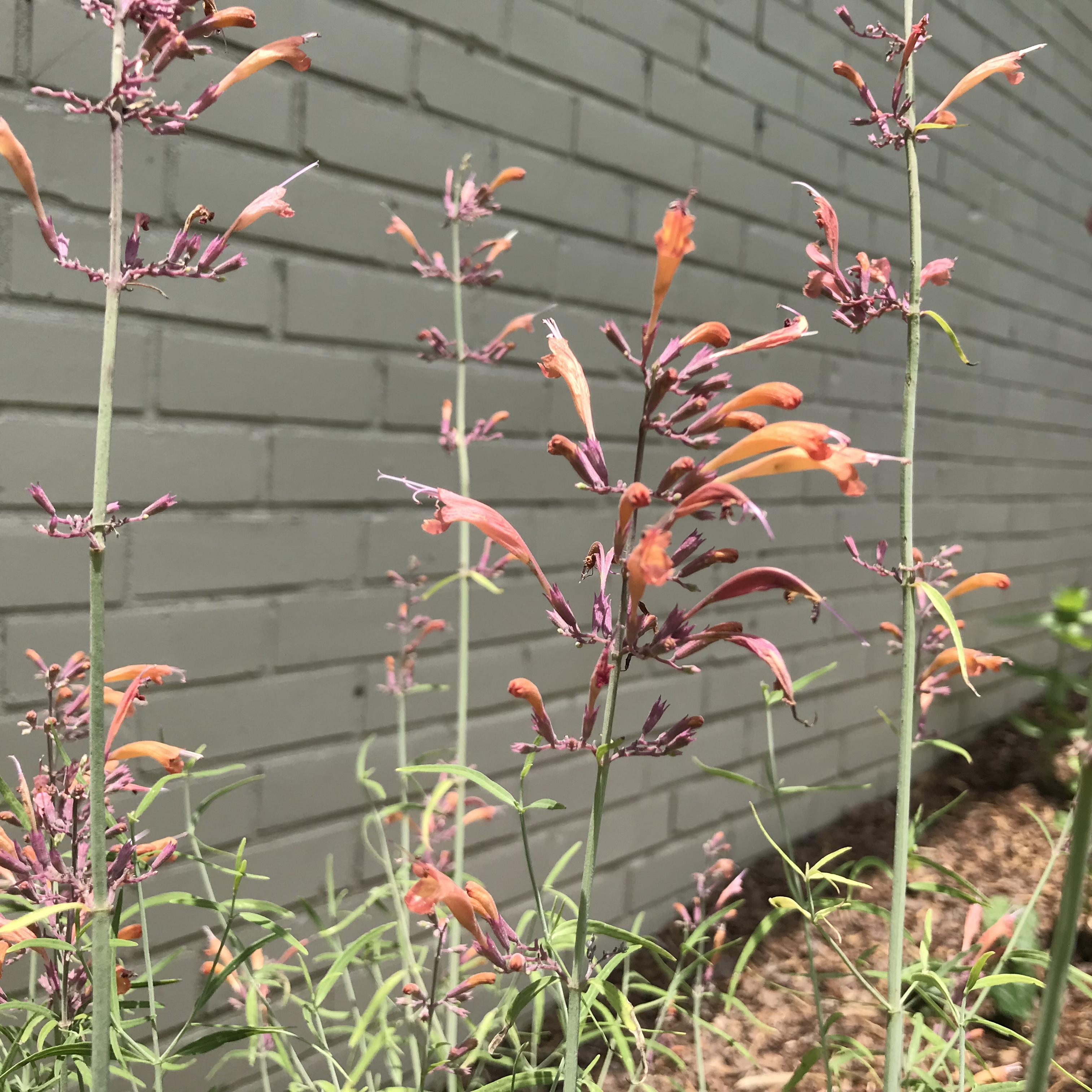 In a Vase on Monday: Big, Beautiful Lily – T's Southern Garden Blog